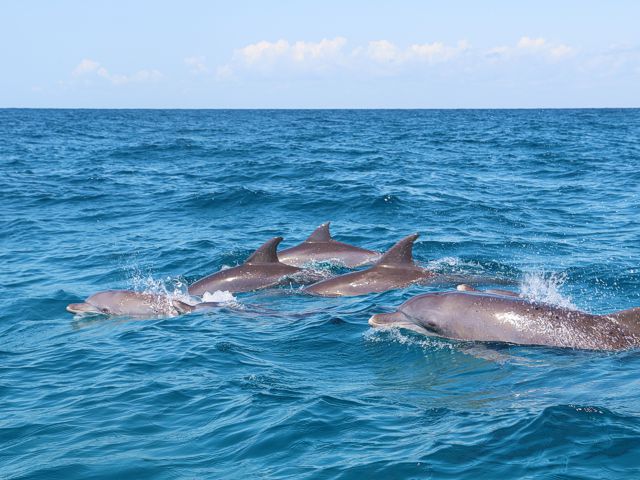 Dolphin Tour Zanzibar | Kizimkazi-Mnemba Dolphin Experience