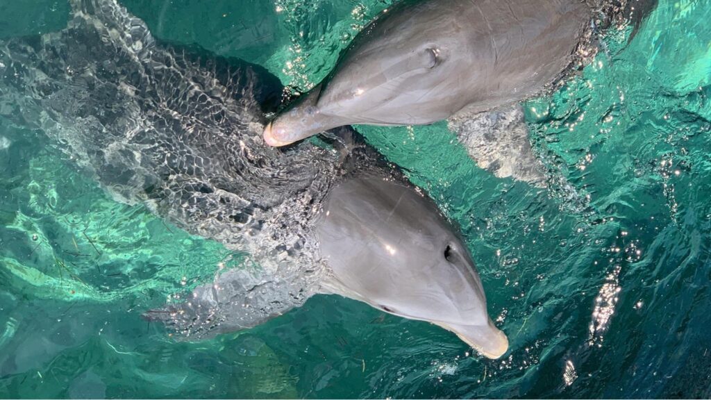 Dolphin Tour Zanzibar 2026/27 | Effortless Dolphin Adventure